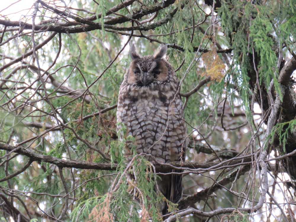 April 3 - 13 - Dutch Birding