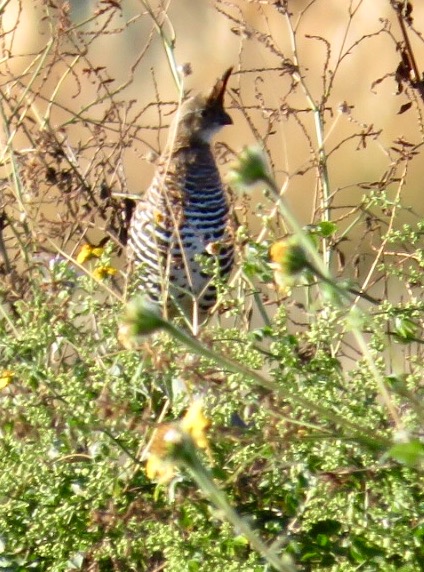 December 2 - 8: Mexico (2) - Dutch Birding