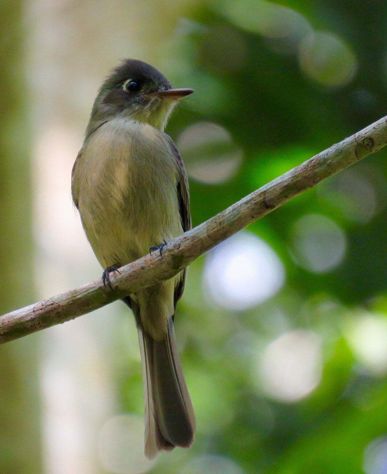October 30 - November 2: Cuba - Dutch Birding
