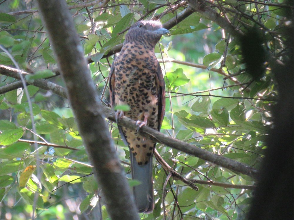 May 17 - 21 - Dutch Birding