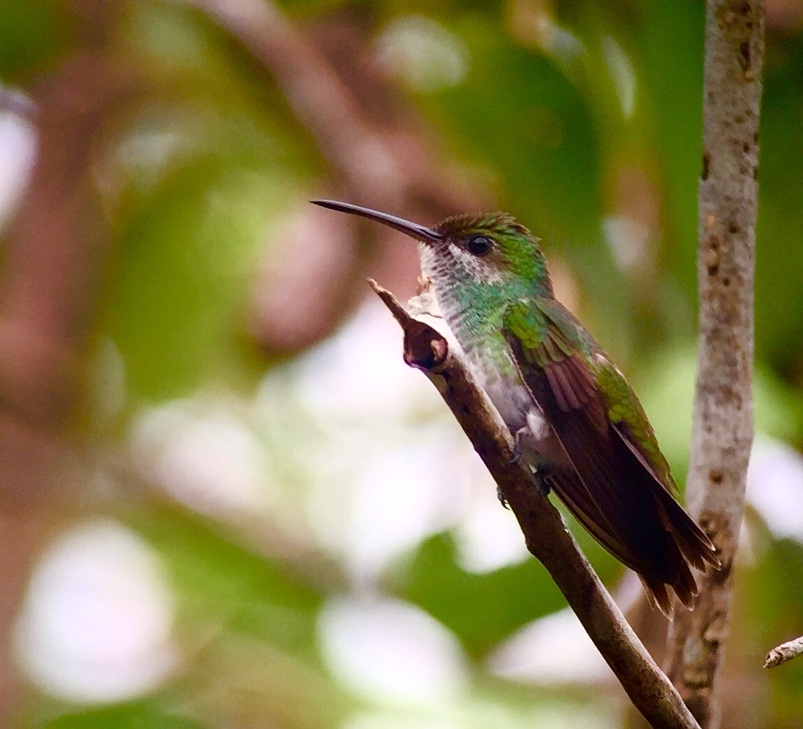 November 10 - 16: Costa Rica - Dutch Birding