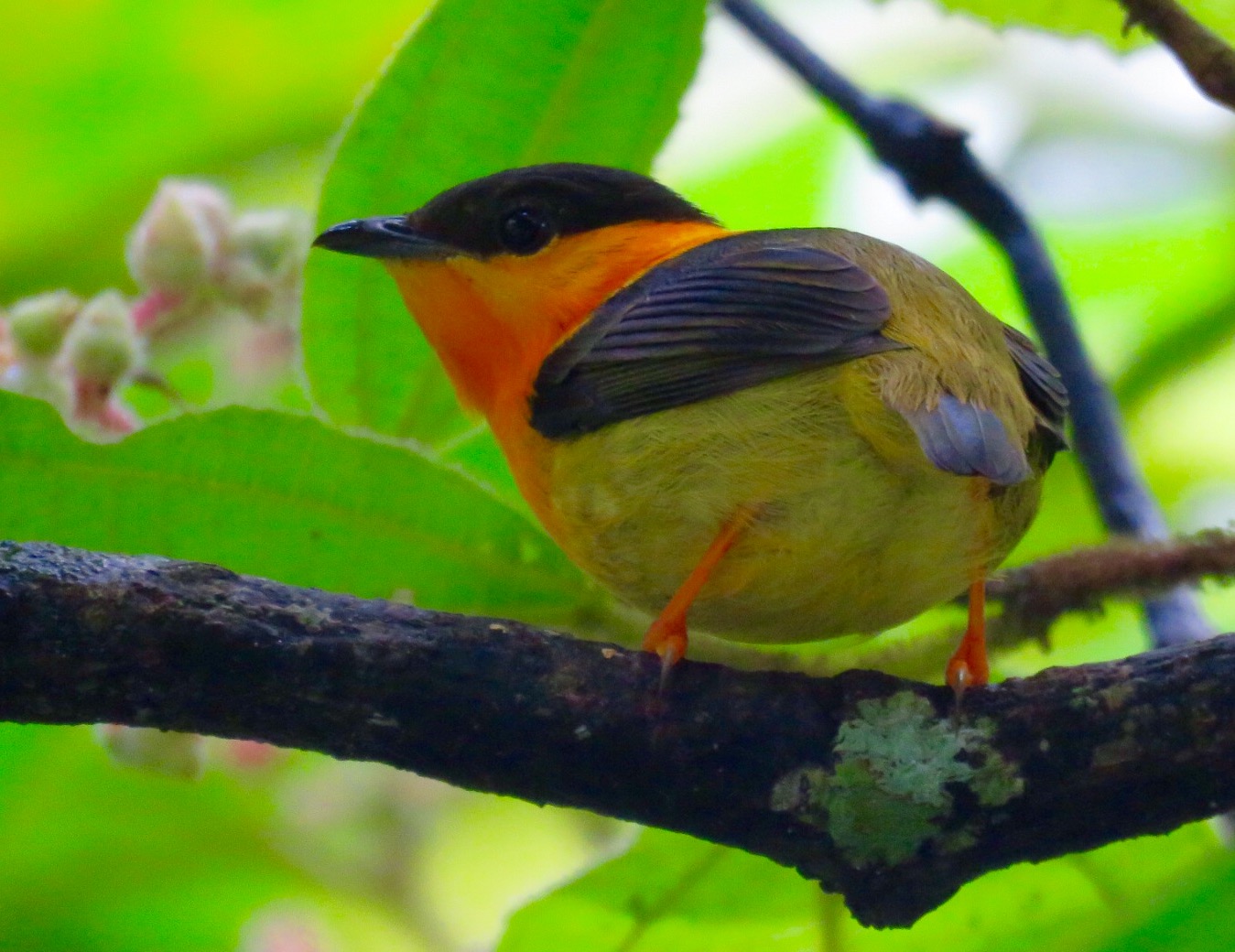 November 10 - 16: Costa Rica - Dutch Birding