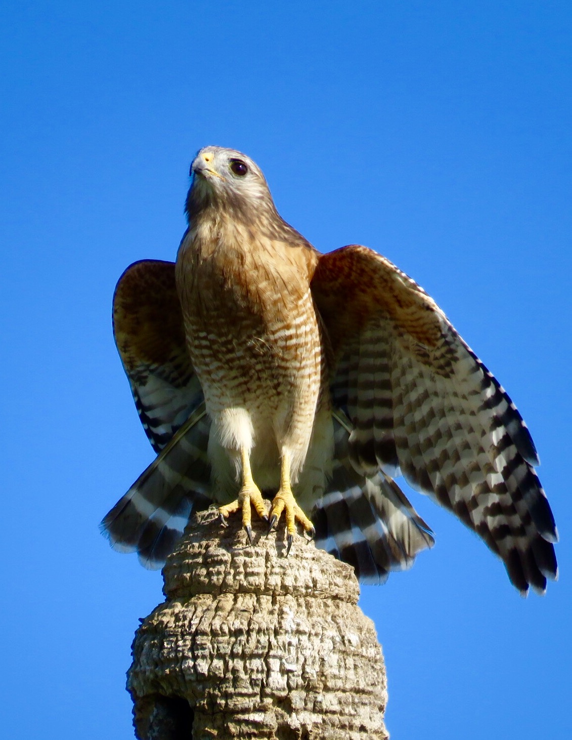 December 9 - 14: USA (1) & Jamaica - Dutch Birding