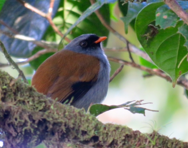 November 3 - 9: Panama - Dutch Birding