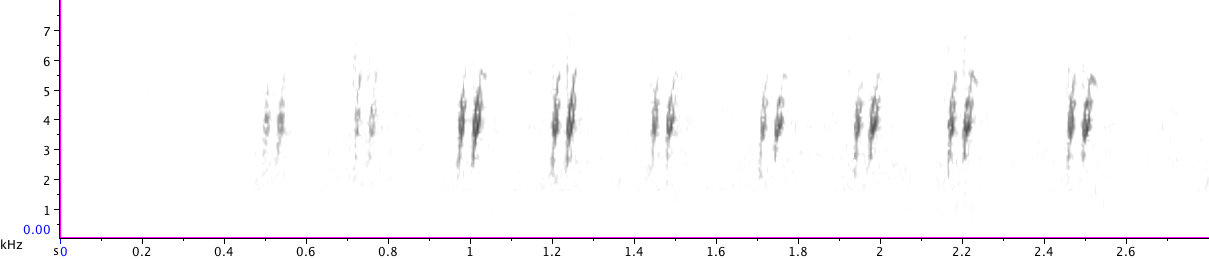 Varia: Pander's Ground Jay - Dutch Birding