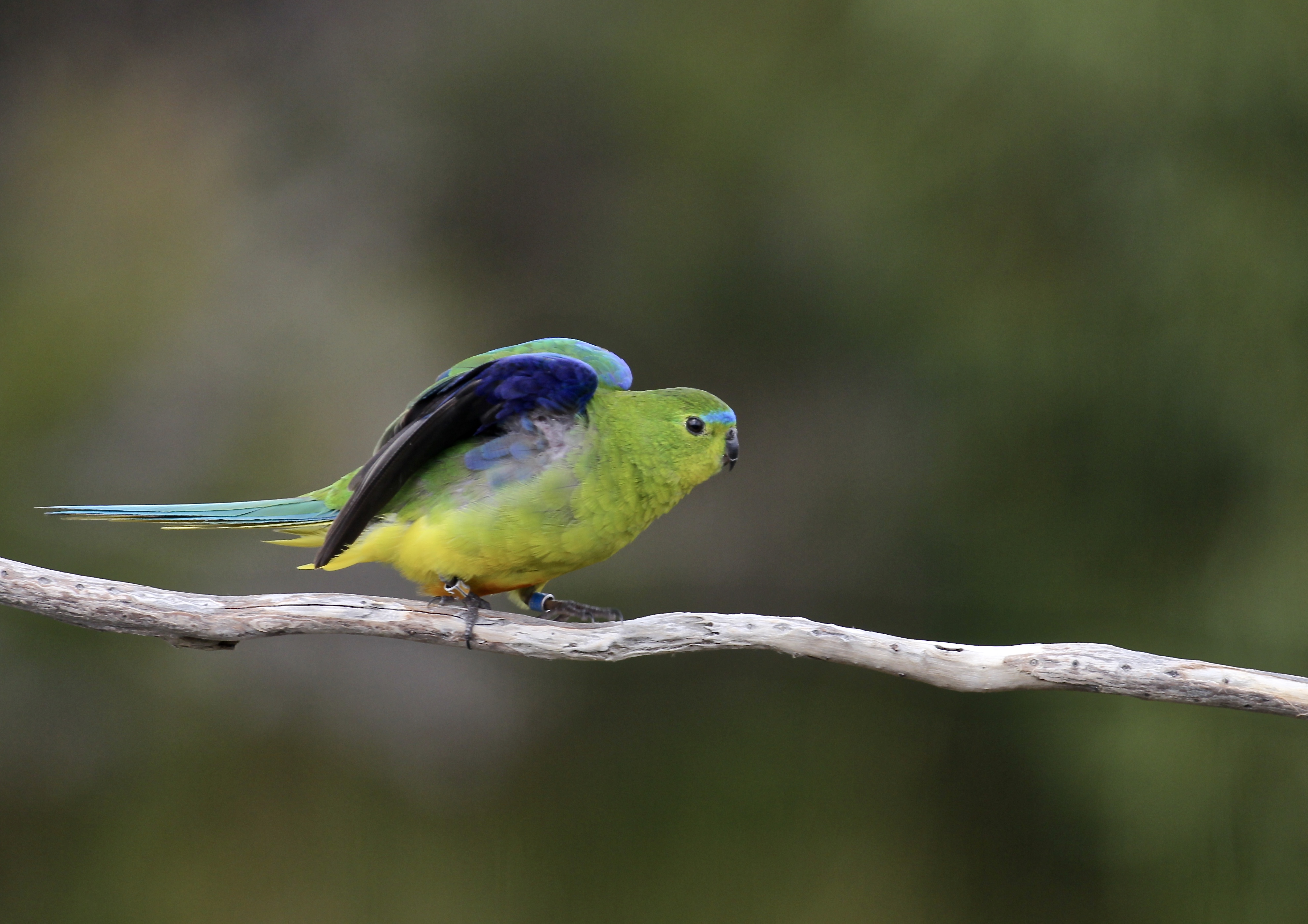 Orange-bellied Parrot - Dutch Birding
