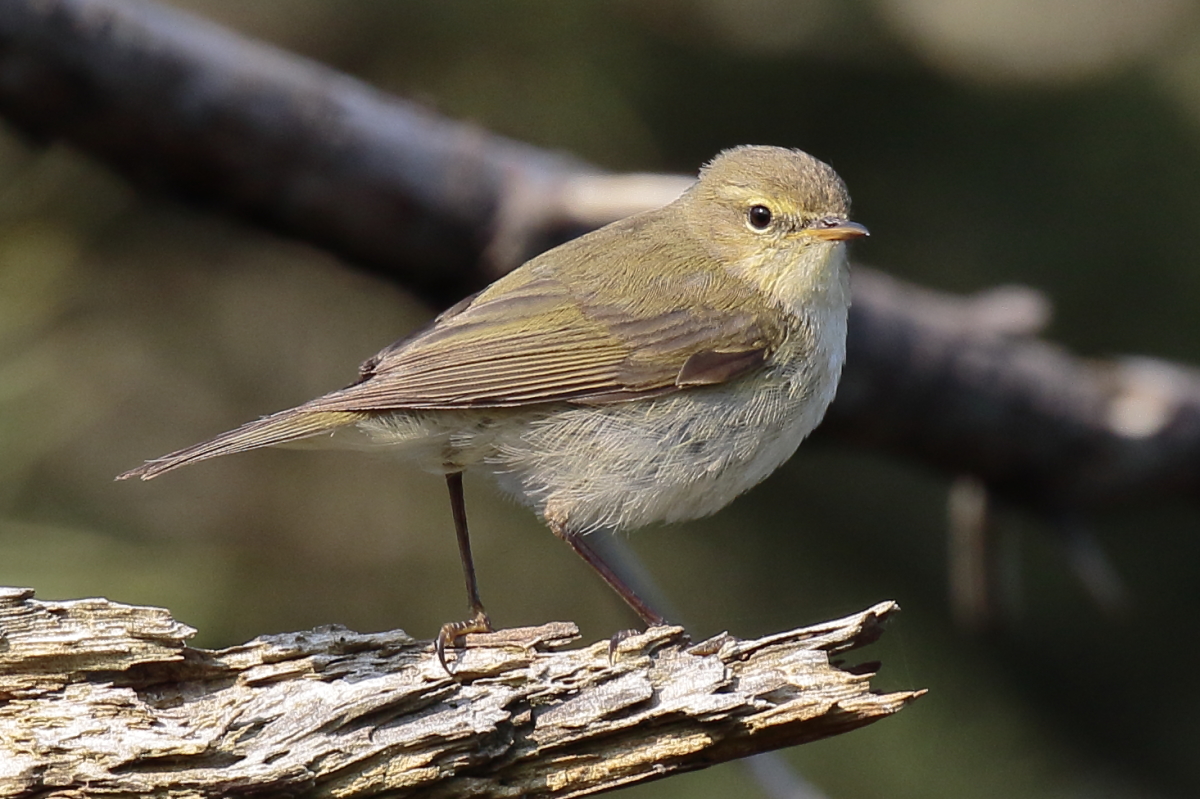 Iberische Tjiftjaf Dutch Birding