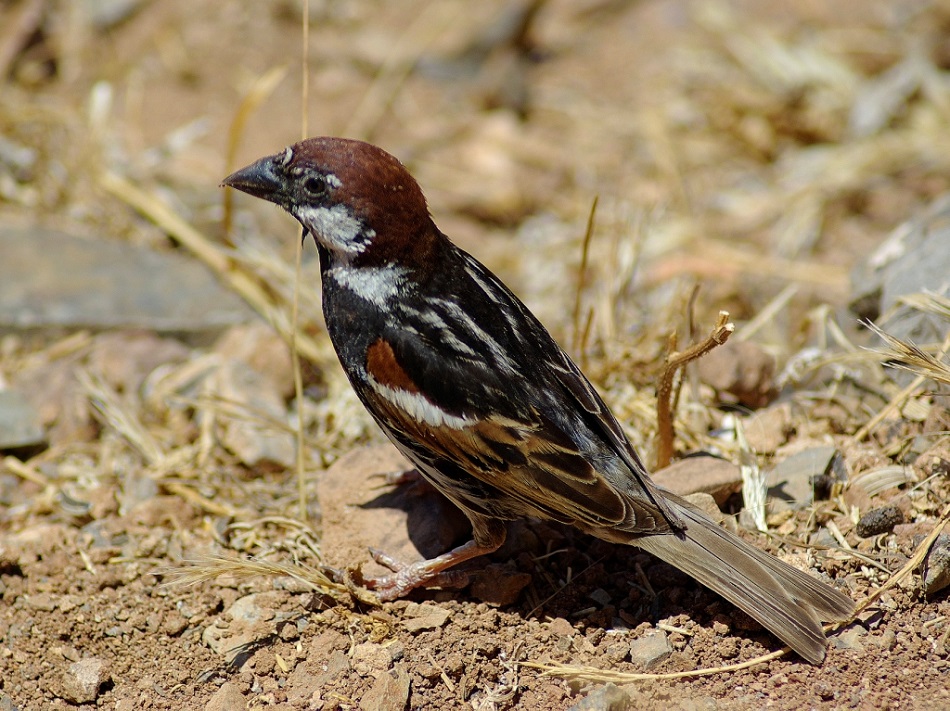 Spaanse Mus - Dutch Birding