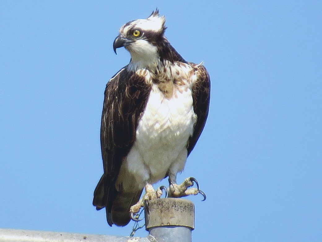 Visarend - Dutch Birding