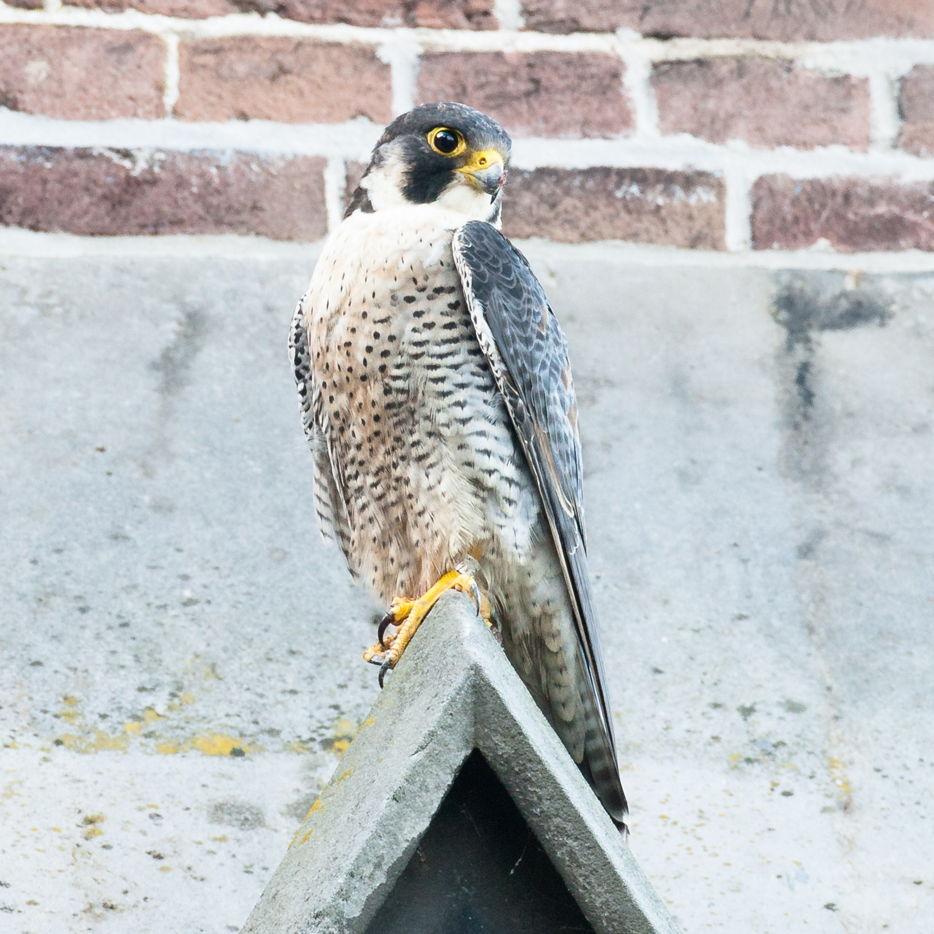 Slechtvalk - Dutch Birding