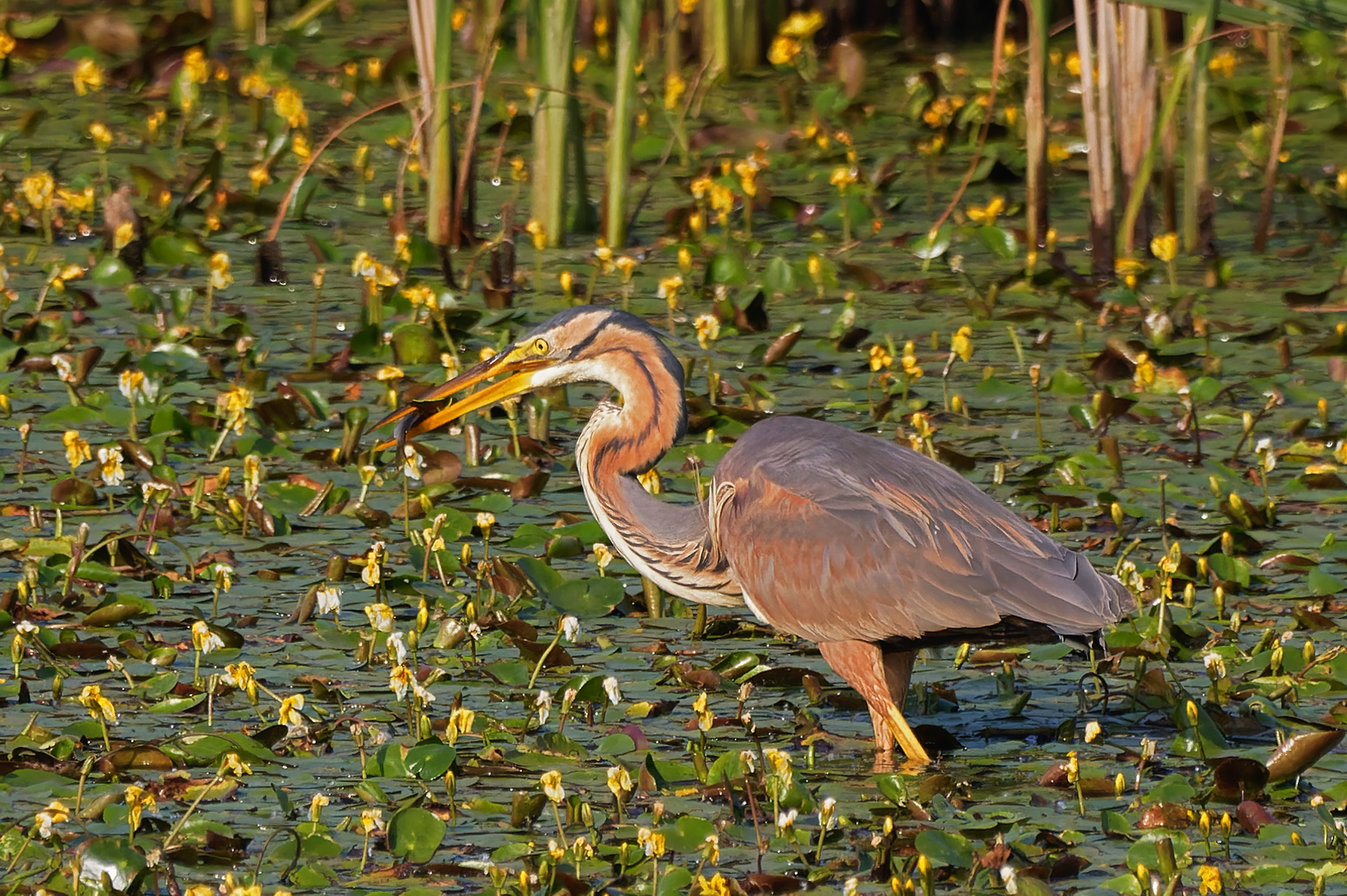 Purperreiger - Dutch Birding