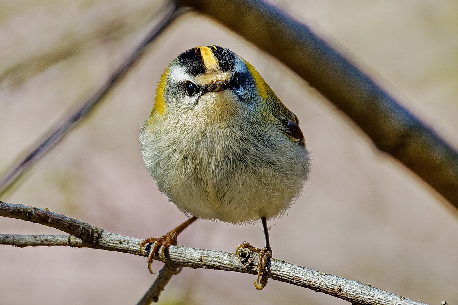 Common Firecrest - Dutch Birding