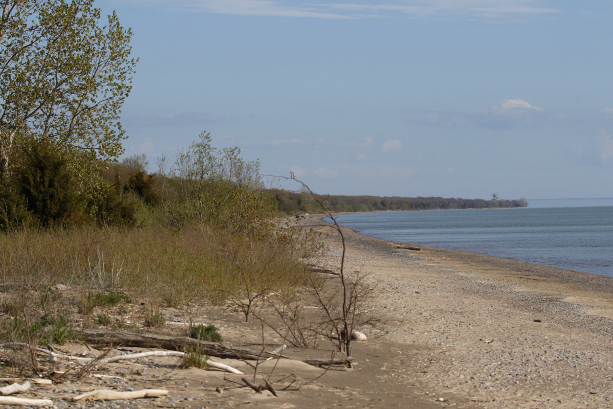 The magic of migration hotspots: Point Pelee - Dutch Birding