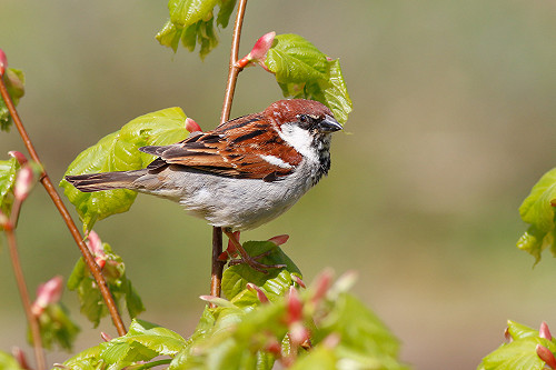 Zeldzame soorten - Dutch Birding