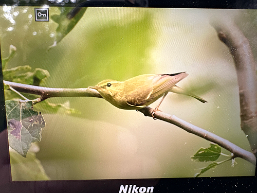 Belgian Bird Alerts - Dutch Birding