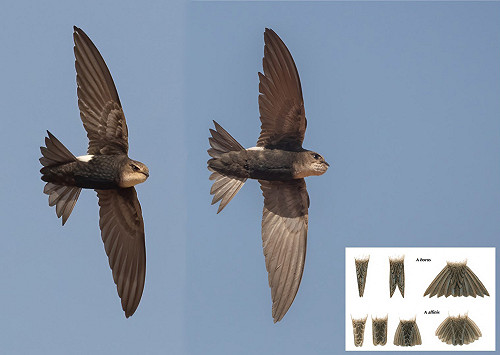 Wereld-soorten - Dutch Birding