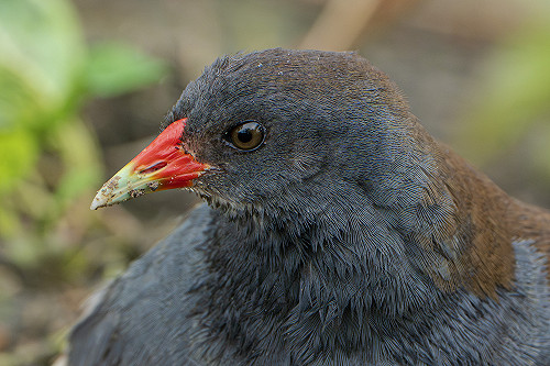 Wereld-soorten - Dutch Birding