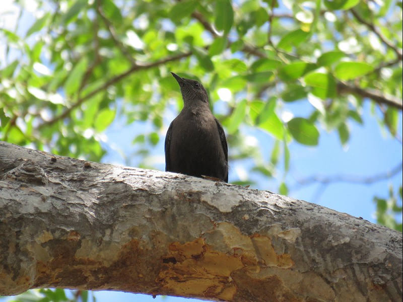 May 22 - 28 - Dutch Birding